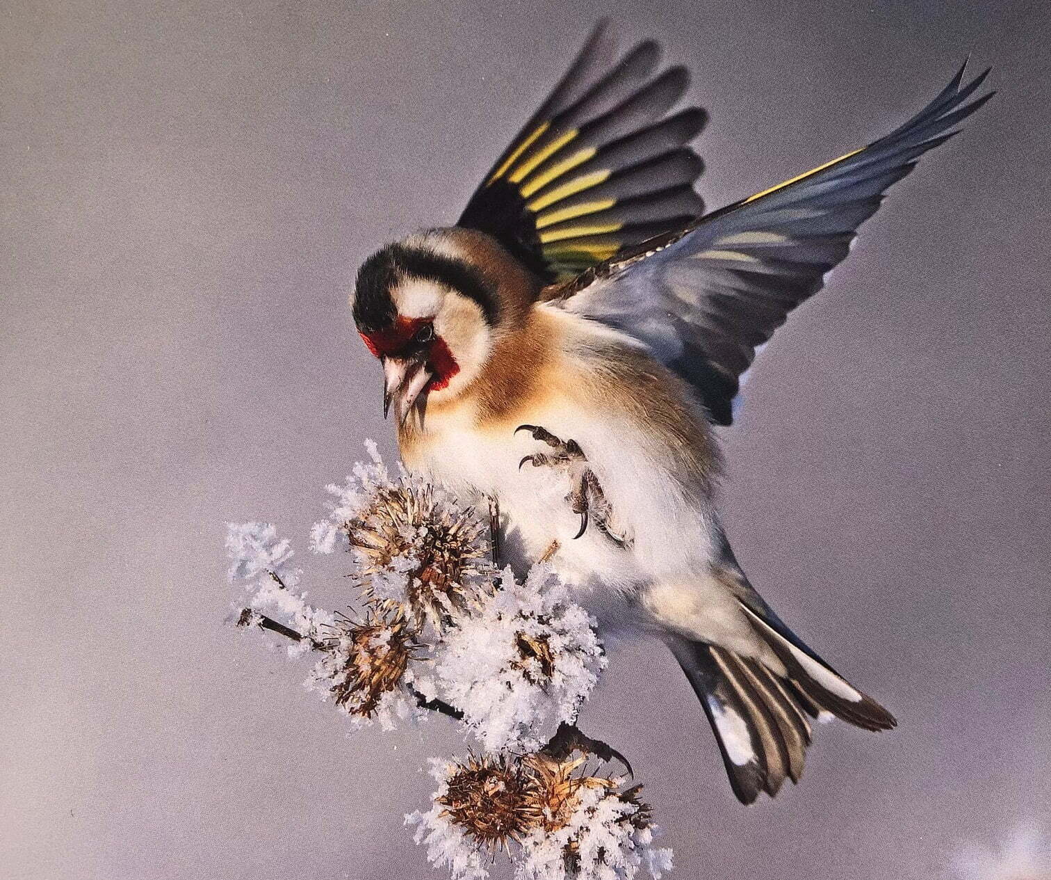 Der Stieglitz, der mit dem rot-weiss-schwarzem Kopf - Rorschacher Echo