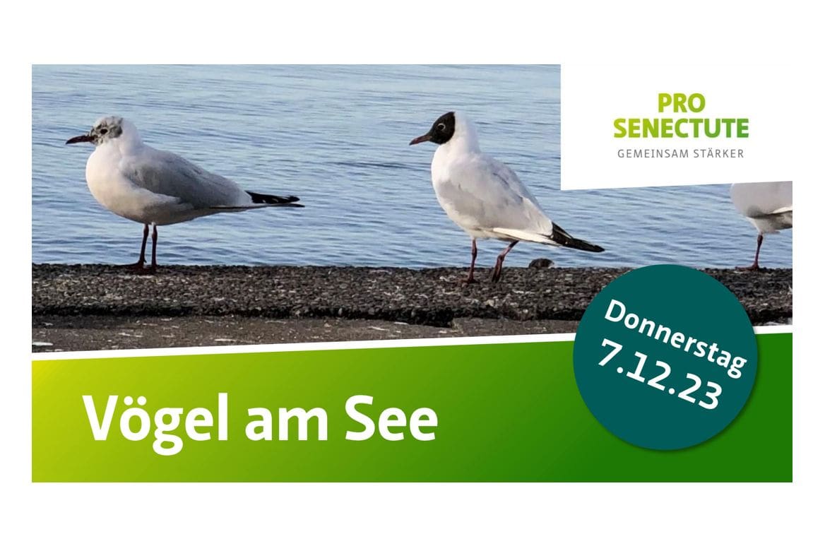 Mit Gieri Battaglia die Vögel am See kennen lernen - Rorschacher Echo